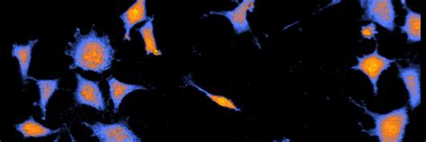 Cell Quality Control Assay Holomonitor® Live Cell Assay Phi