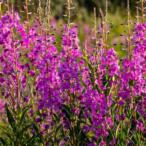 Fireweed Seeds Epilobium Angustifolium Vermont Wildflower Farm