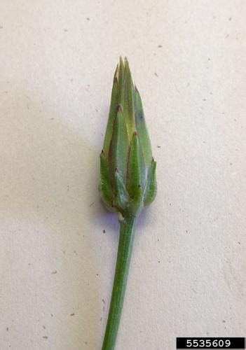 War On Weeds Cutleaf Vipergrass Columnists