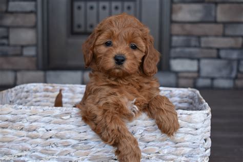 Dixie Grand Style Doodles