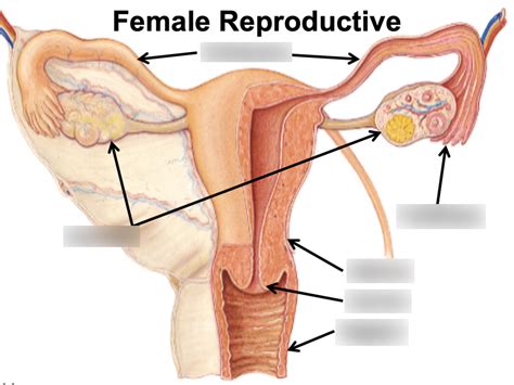 Female Reproductive Diagram Quizlet