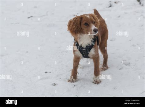 Gravesend United Kingdom 2nd March 2018 Cockapoo Pip Plays In The Snow In Gravesend In Kent
