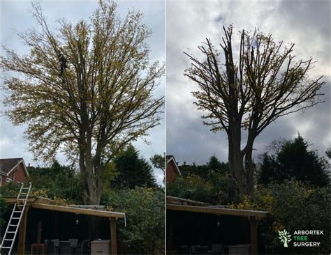 Crown Thinning And Crown Reduction By Local Arborists