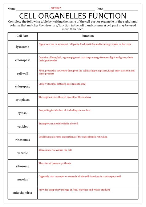 Cell Organelles And Functions Worksheet Printable Word Searches