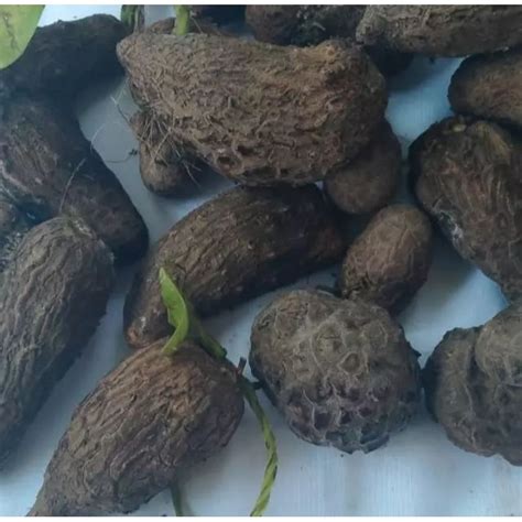 Jual Bibit Uwi Hutan Isi 5 Bibit Bibit Buah Uwi Hutan Isi 5 Bibit Shopee Indonesia