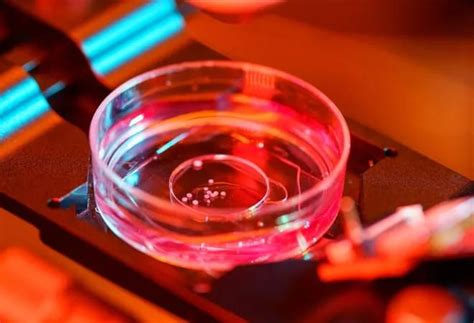 Organoid Intelligence Biology And The Future Of Computing Lifeboat