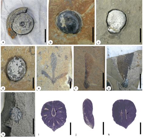 Fruit And Seed Fossils From The Miocene Toupi Flora A Quercus Fruit And Seed Fossils From The Miocene Toupi Flora A Quercus