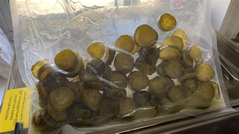 Vacuum Bag Lacto Ferment Day Nine Is This Right R Fermentation