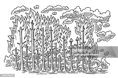 Forest Fire Drawing