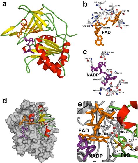 Ferredoxin Nadp Reductase