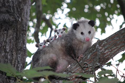 Opossum Description Habitat Image Diet And Interesting Facts