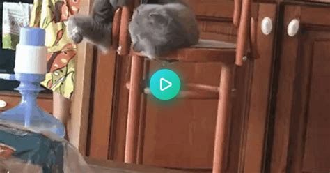 Cat Falls Down  On Imgur