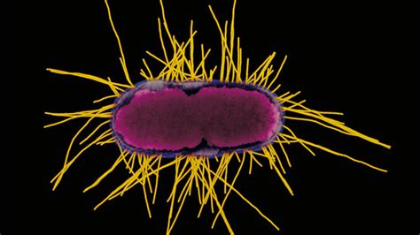 Genetically Engineered Microbe No Longer Needs To Eat Food To