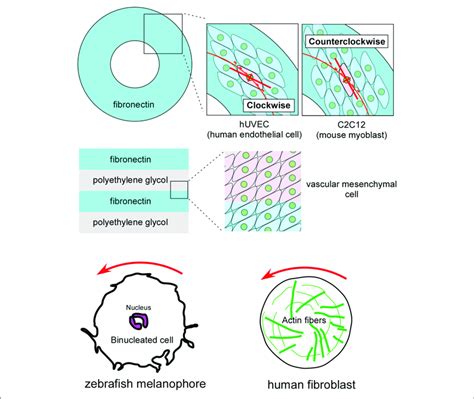 Vertebrate Cultured Cells Exhibit Intrinsic Cell Chirality Top