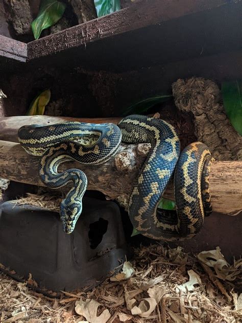 Pet Snake Carpet Python Pet Snake Reptiles Pet Pretty Snakes