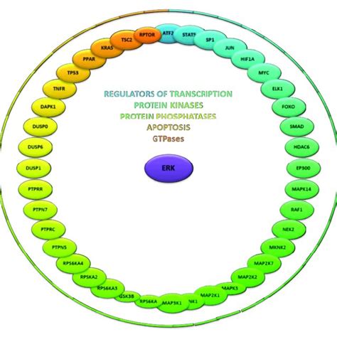Extracellular Signal Regulated Kinase Erk Protein Interactors And