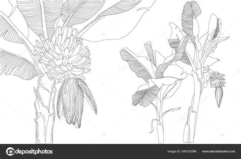 Plantain Tree Drawing