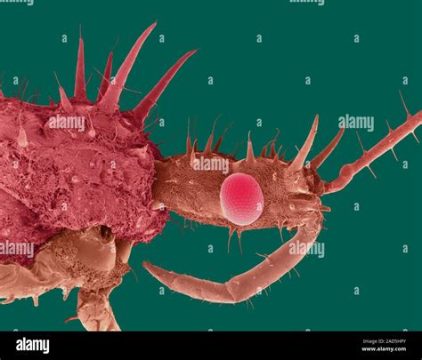 Coloured Scanning Electron Micrograph Sem Of Assassin Bug Head Zelus