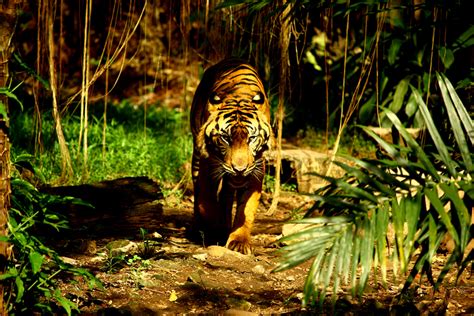 Home For All Manusia Harus Berbagi Ruang Hidup Dengan Harimau Sumatera