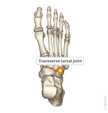 Transverse Tarsal Joint E Anatomy Imaios