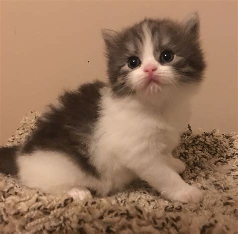 Sweetlilpaws Ragamuffin Kitten