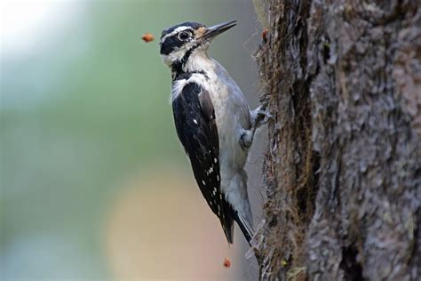 Hairy Woodpecker Audubon Field Guide