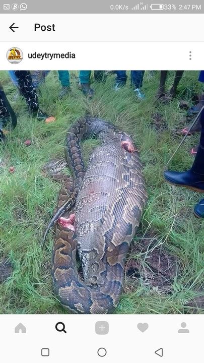 Python Killed After Swallowing A Big Goat Pets Nigeria