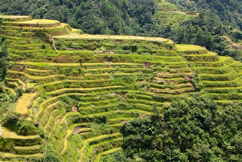 Cordillera Rice Terraces Rice Terraces Of The Philippine Cordilleras