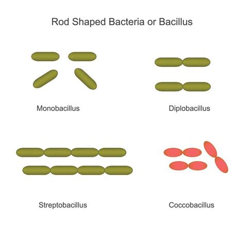 Bacillus Morphology Vector Art Icons And Graphics For Free Download