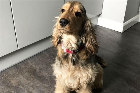 Are Sable Cocker Spaniels Rare
