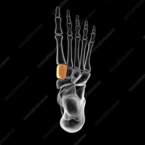 Medial Cuneiform Bone Illustration Stock Image F0368592 Science