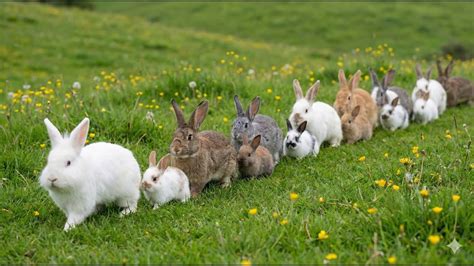 Cute Bunny Life Adorable Moments Rabbits Videos Rabbits Sounds
