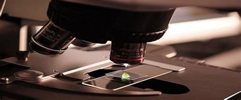 Difference Between Light Microscope And Electron Microscope With Advantages And Disadvantages