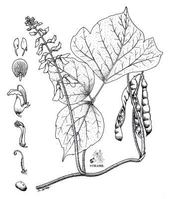 Pachyrhizus Erosus Tramil