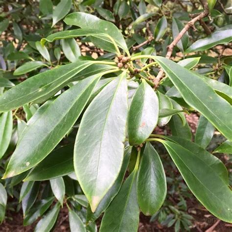 Illicium Henryi
