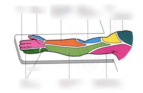 Regional Upper Extremity Blocks And Dermatomes Diagram Quizlet