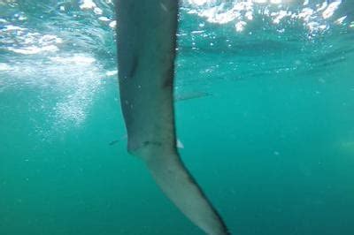 Sawtooth Shark Ocearch Shark Tracker
