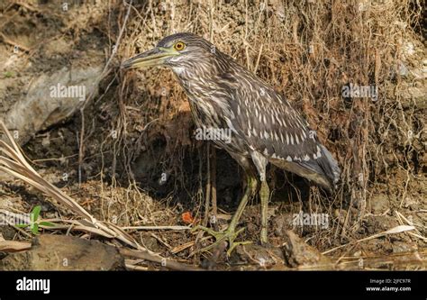 Juvenile Black Crowned Night Heron Nycticorax Nycticorax Feeding