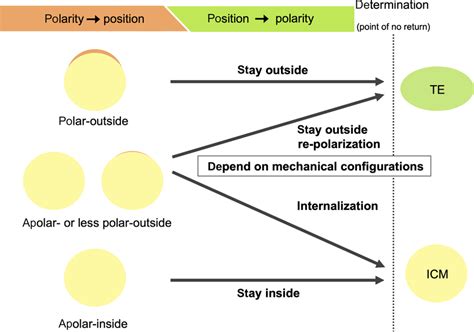 A Possible Model For Roles Of Cell Polarity And Positional Information