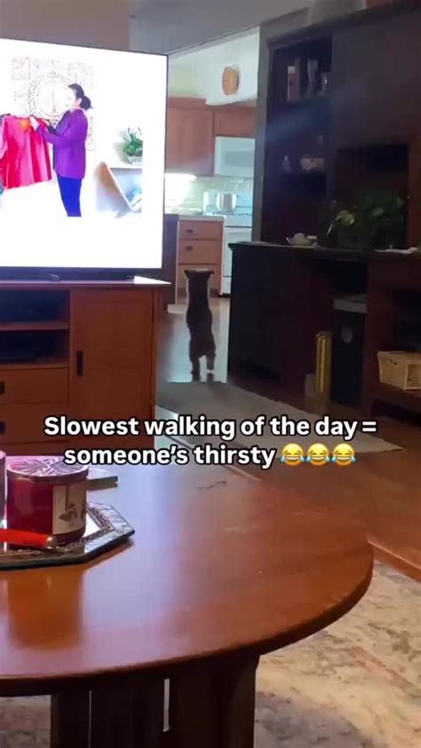 Noel The Bipawd Walking Speed Varies If Shes Getting A Drink Vs Dinner Time Album On Imgur