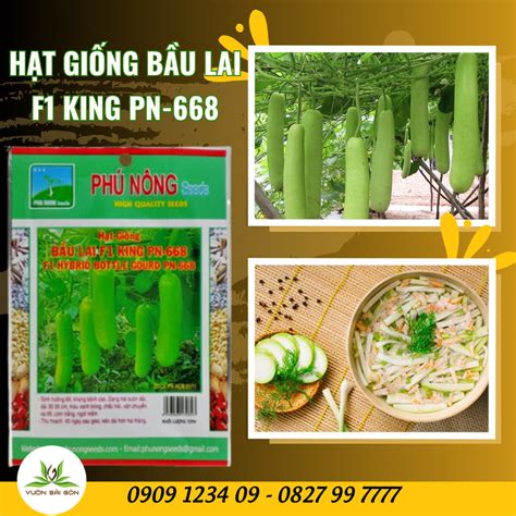 Hạt Giống Bầu Lai F1 King Pn 668 Vườn Sài Gòn