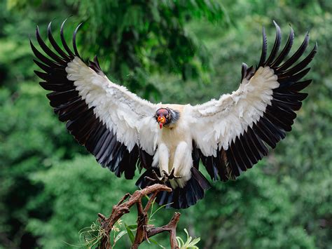 What Is A King Vulture