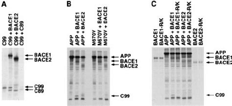 The Swedish And Flemish Mutations Of App Enhance The ␤ Site Cleavage