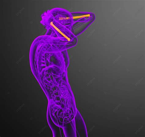 medical illustration of the radius bone created using 3d rendering