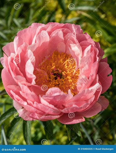 Paeonia Pink Hawaiian Coral Peony A Classic Peony With Rich Well