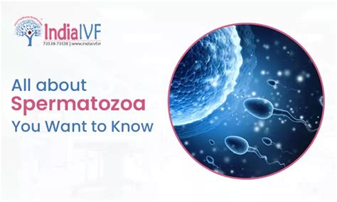 All About Spermatozoa Key Insights From India Ivf Fertility