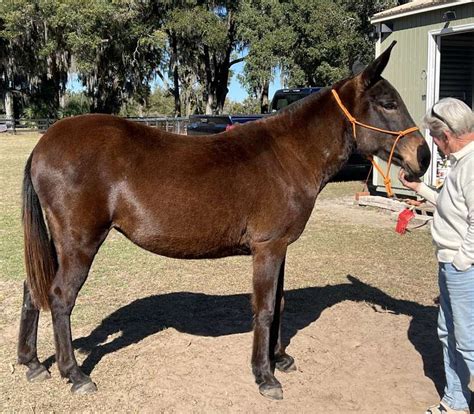 3 Bell Molly Mule