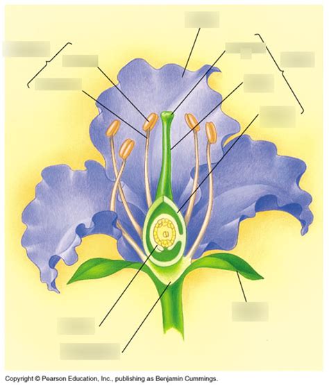 Flower Parts Diagram Quizlet