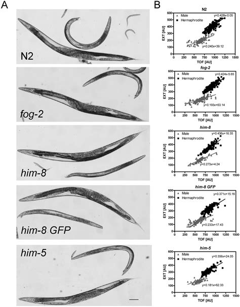 The Morphology A And Flow Cytometry Based Separation B Of Adult