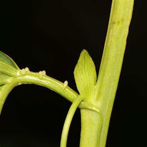 Passiflora Quadrangularis L Plants Of The World Online Kew Science